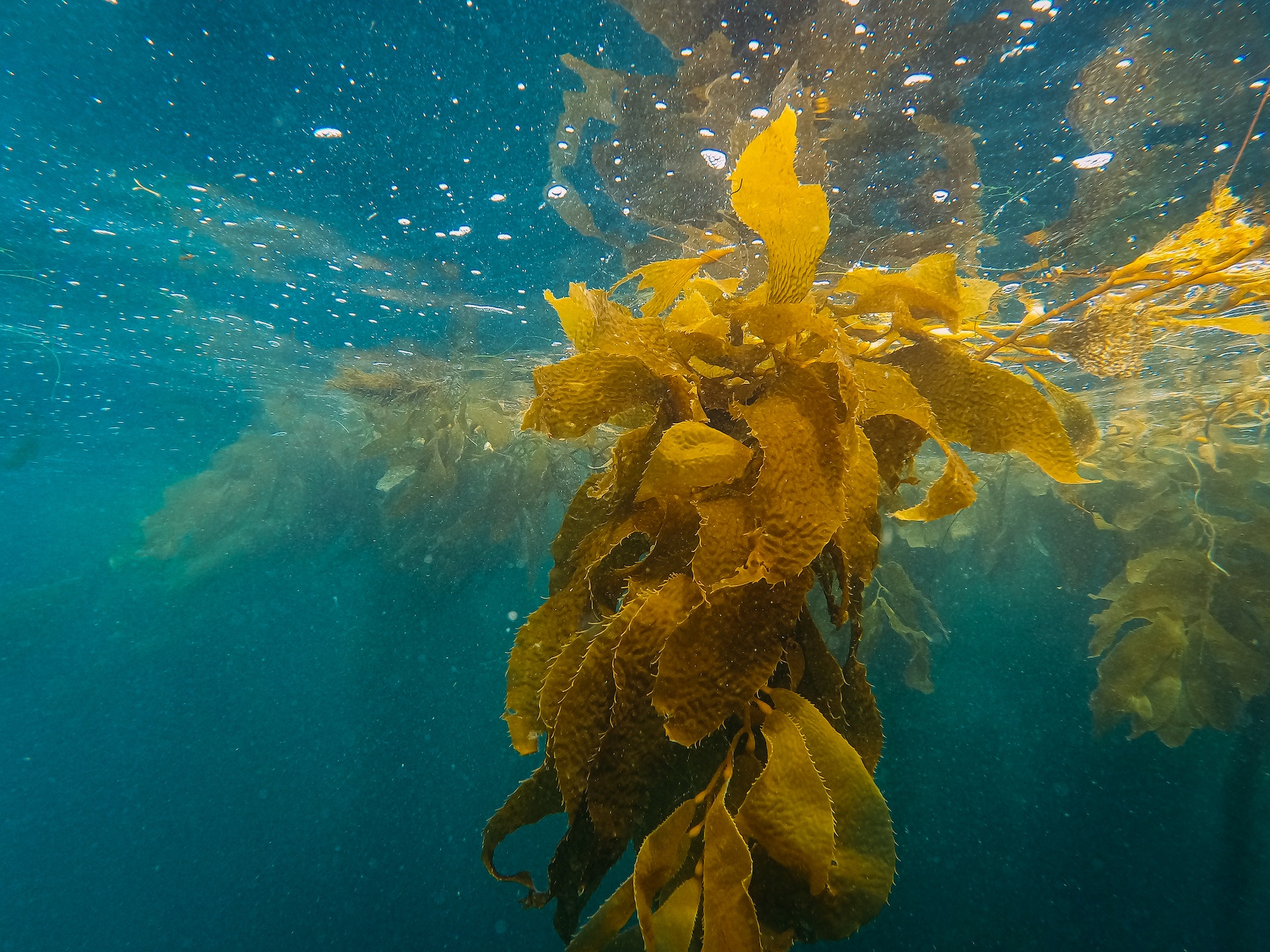 Kelp Forests: Can They Help Mitigate Climate Change?