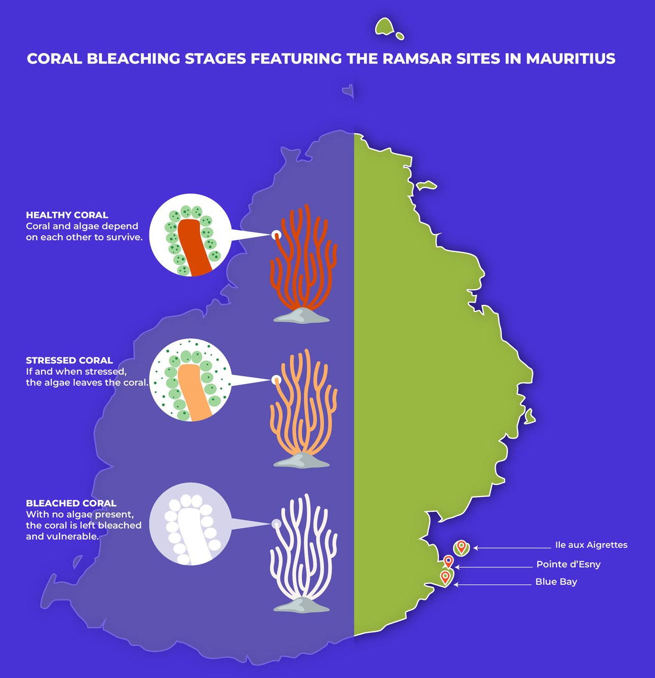 Coral Bleaching in Mauritius