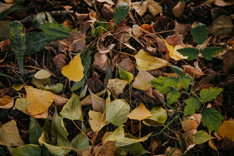 Benefits of Leaf Litter for Forest Regeneration | Tunley Environmental