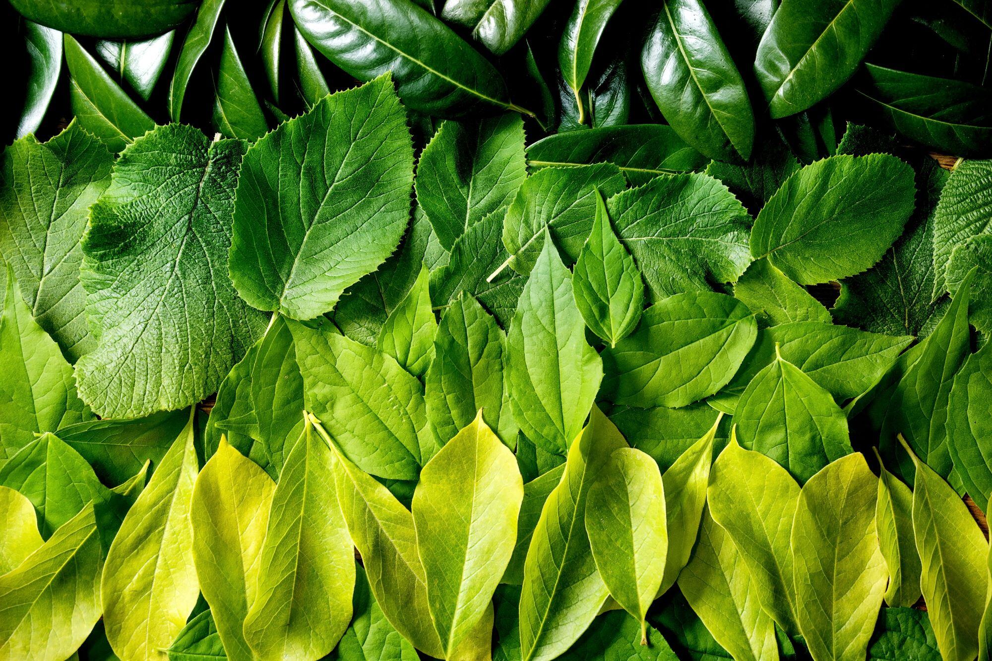 Anti-Greenwashing Regulations for Businesses | Tunley Environmental